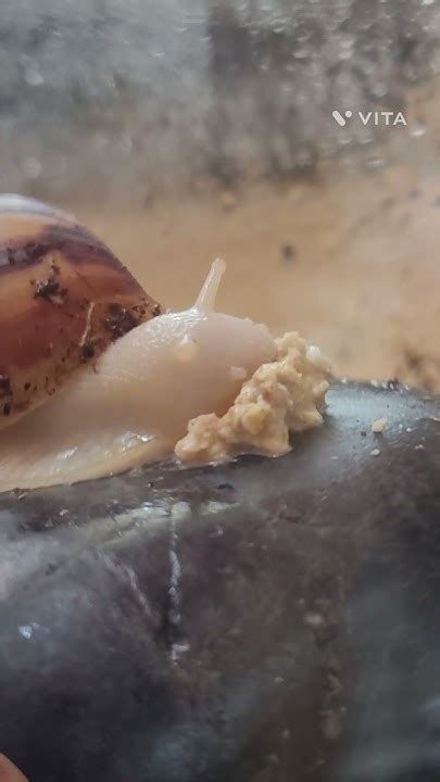 달팽이 달팽이먹방 아프리카대왕달팽이 먹방 Youtube