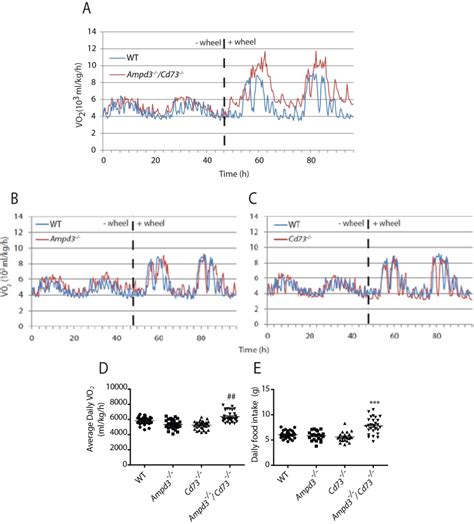 Figure 22 From Influx And Efflux Of Adenine Nucleotides From Erythrocytes Regulate Oxygen