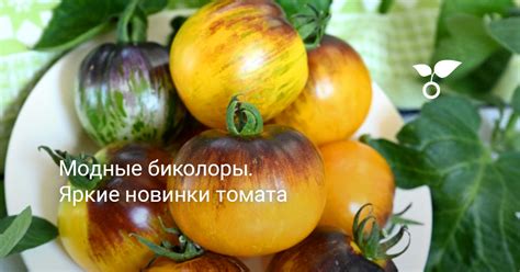 Модные биколоры. Яркие новинки томата — Ботаничка