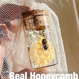 Honey Bee Comb Honey Bee In Glass Vial Curiosity Oddity Natural History Bee Decor Apothecary