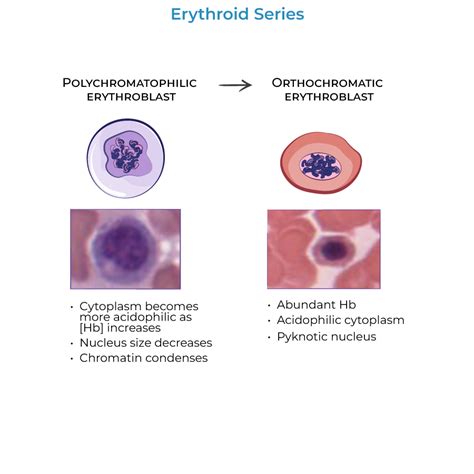 Histology Glossary Erythroid Series Histology Ditki Medical