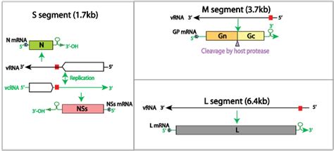 Uukuvirus ~ Viralzone