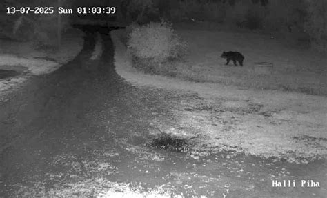 Karhu Levitti Pihalla Roskat Ja Söi Mansikoita Kerkolassa Somero