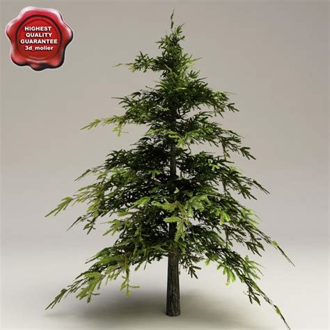 Low Poly Fir Tree 3d Model