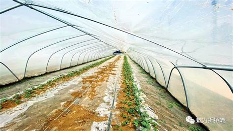 折桥镇：西瓜种植产业成村民致富“香饽饽”——“圆”了脱贫梦澎湃号·政务澎湃新闻 The Paper