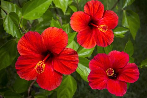 10 Luna Red Hardy Hibiscus Hibiscus Moscheutos Balhibred Flower Seeds
