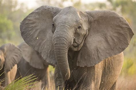 Guide To Gorongosa Africas Diverse Safari Secret World