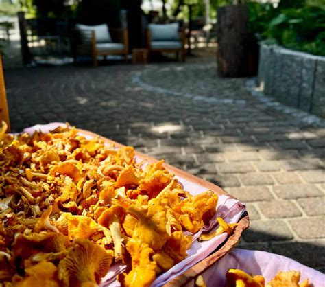 Frische Pfifferlinge Gasthaus Zur Post Cranz