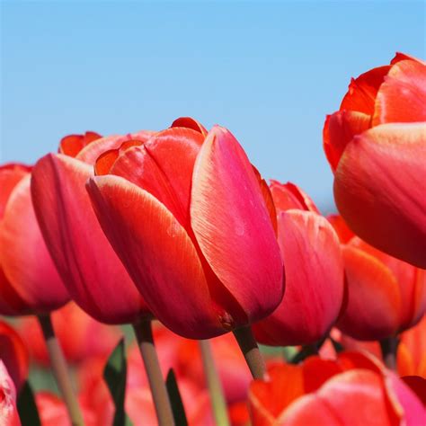 Tulipa Ad Rem Biologische Tulpenbollen