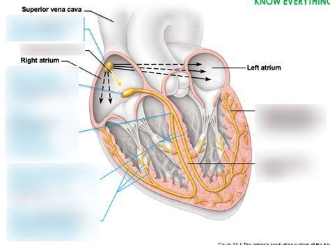 Exercise 31 12 Diagram Quizlet