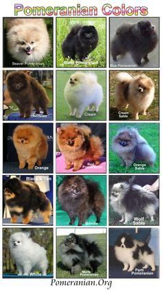 Detailed Information On Different Colors Of Pomeranians Pomeranian