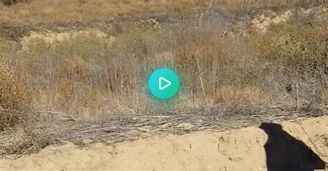 Sasquach Mating Dance  On Imgur