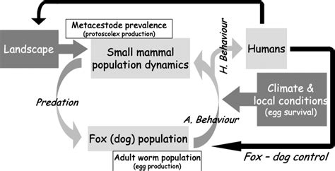 Life Cycle Of Echinoccocus Multilocularis And Ecological Factors