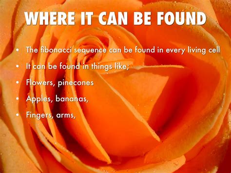 The Fibonacci Sequence By Gabrielle Stoddard