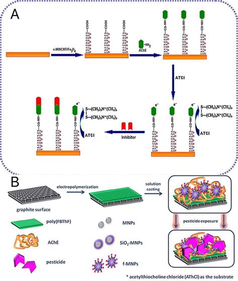 Schematic Illustration Of The Stepwise Amperometric Biosensor