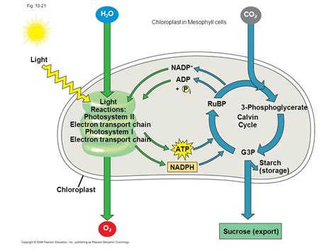 Photosynthesis With Led Light At Myrtle Axford Blog