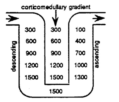 Medullary Gradient Dilution And Concentration Of Tubular Fluid Flashcards Quizlet