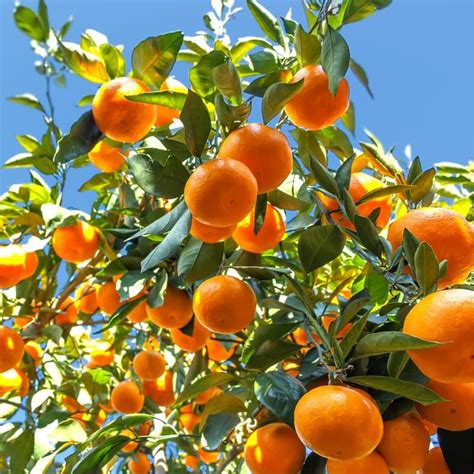 Satsuma Mandarin Tree Mandarin Tree Plant Live Seedless Fruit Plant