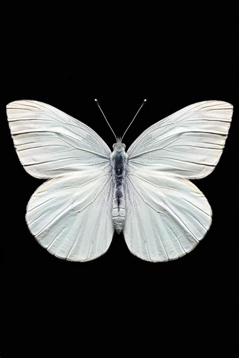 What Do White Butterflies Symbolize Butterfly Poster Printable