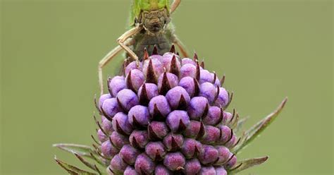 Matt Cole Macro Photography The Confused Grasshopper Goes Viral