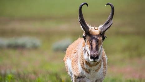 Horns Versus Antlers Us National Park Service