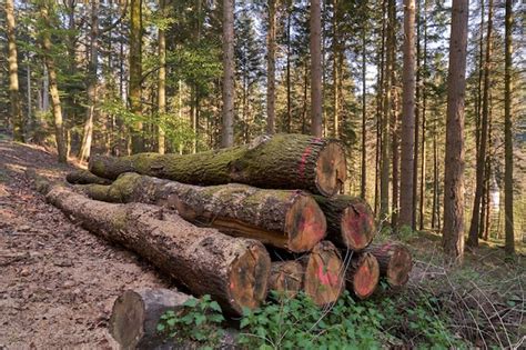 Premium Photo Log On Tree Trunk In Forest Premium Photo Log On Tree Trunk In Forest