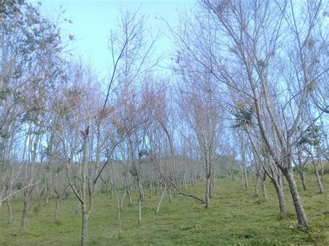 อัพเดท 14 ภูลมโล ซากุระเมืองไทย นางพญาเสือโคร่ง กกสะทอน