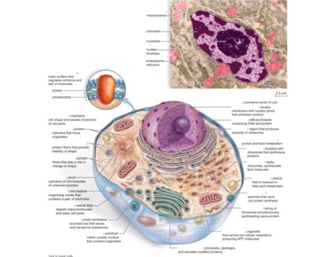 Generalized Animal Cell Model Quiz