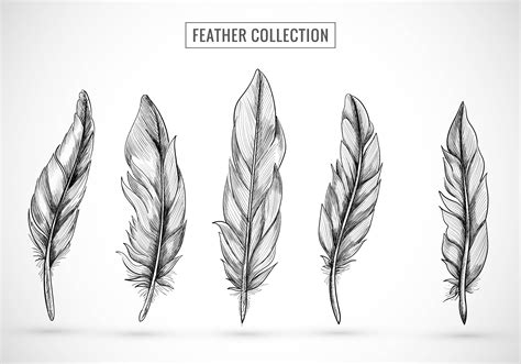 Feather Sketch Vector Art Icons And Graphics For Free Download