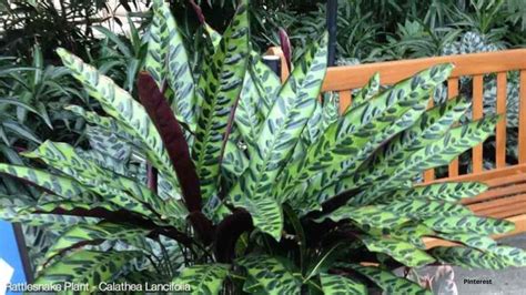 Plant Variegation The Top 5 Things You Should Know Floral Acres
