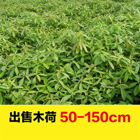 木荷冬天落叶吗 冬天不落叶的 木荷树的寓意与风水 第10页 大山谷图库