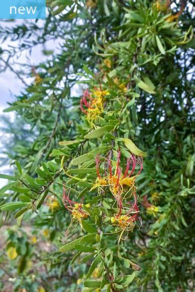 Oncocalyx Fischeri Buy Seeds At