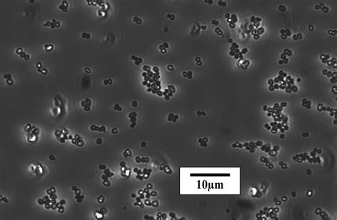 Pediococcus Milk The Funk Wiki