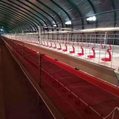 养殖塑料大棚 养猪大棚建设 新型养鸡大棚 9米宽钢架大棚 农业用具 农业 畜牧 产品 企腾网工厂优选
