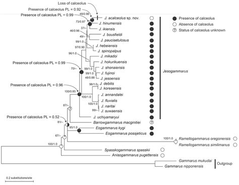 Maximum Likelihood Tree And Ancestral State Reconstructions For