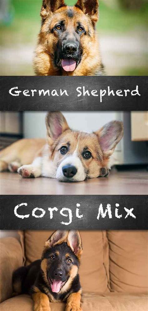 Welsh Corgi German Shepherd Mix