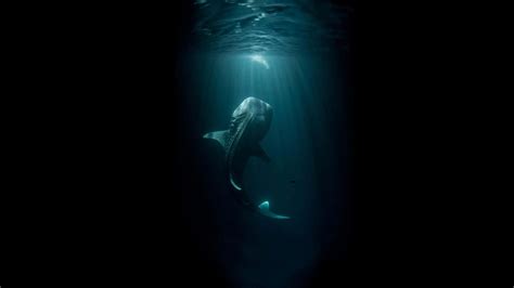 Download Whale Shark Scary Ocean Picture