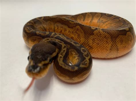 Sunset Ball Python By Mandm S Morphs And More Morphmarket