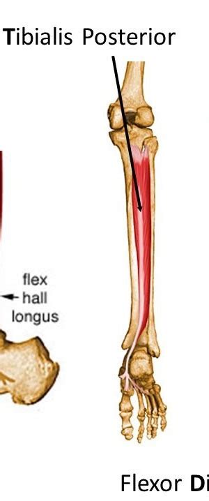 Tibialis Posterior Origin Insertion Anatomy And Function