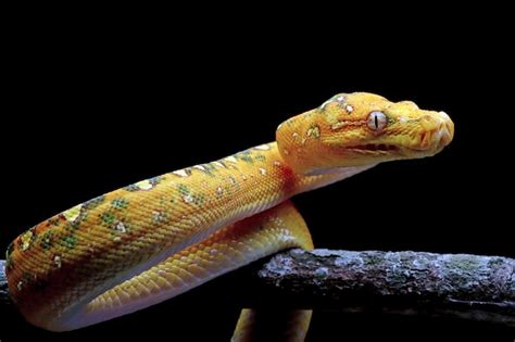 Premium Photo Green Tree Python Juvenile Closeup On Branch With Black Background