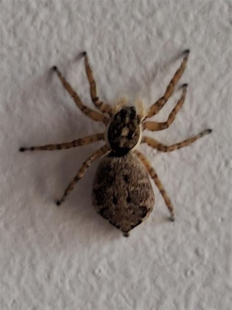 Anyone R Whatisthisbug