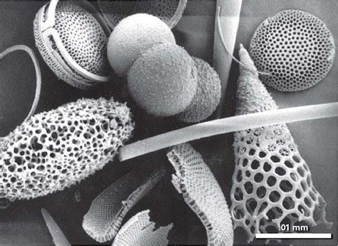 Learning Geology Fossilization