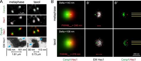 Expansion Of The Outer Kinetochore In Taxol Treated Cells A Download Scientific Diagram
