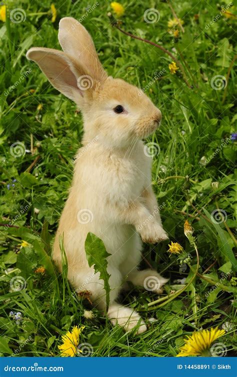Cute Rabbit Standing On Hind Legs Stock Image Image Of Fluffy Bunny