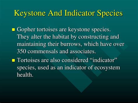 Ppt The Gopher Tortoise Powerpoint Presentation Free Download Id4211698