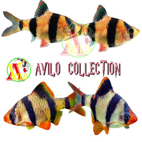 Jual Ikan Hias Aquascape Sumatra Barb Ikan Loreng Macan Pemakan Kutu