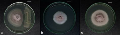 In Vitro Antifungal Activity Of Bacterial Cells And Culture Filtrate Download Scientific