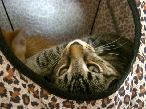 Solvit Kittyscape Cat Tree House Product Review Hubpages