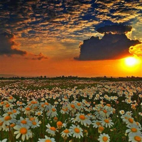 Создать мем ромашковый закат ромашки на закате закат поле ромашки Картинки Meme