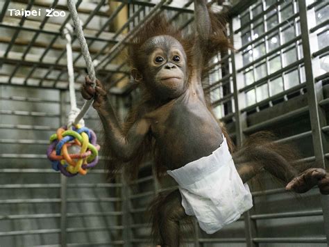 臺北市立動物園 新聞稿 引體向上一二一人猿寶寶運動課 START